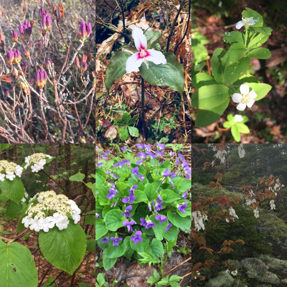Rumford Whitecap (Rumford, ME) KO – Hiking in Maine