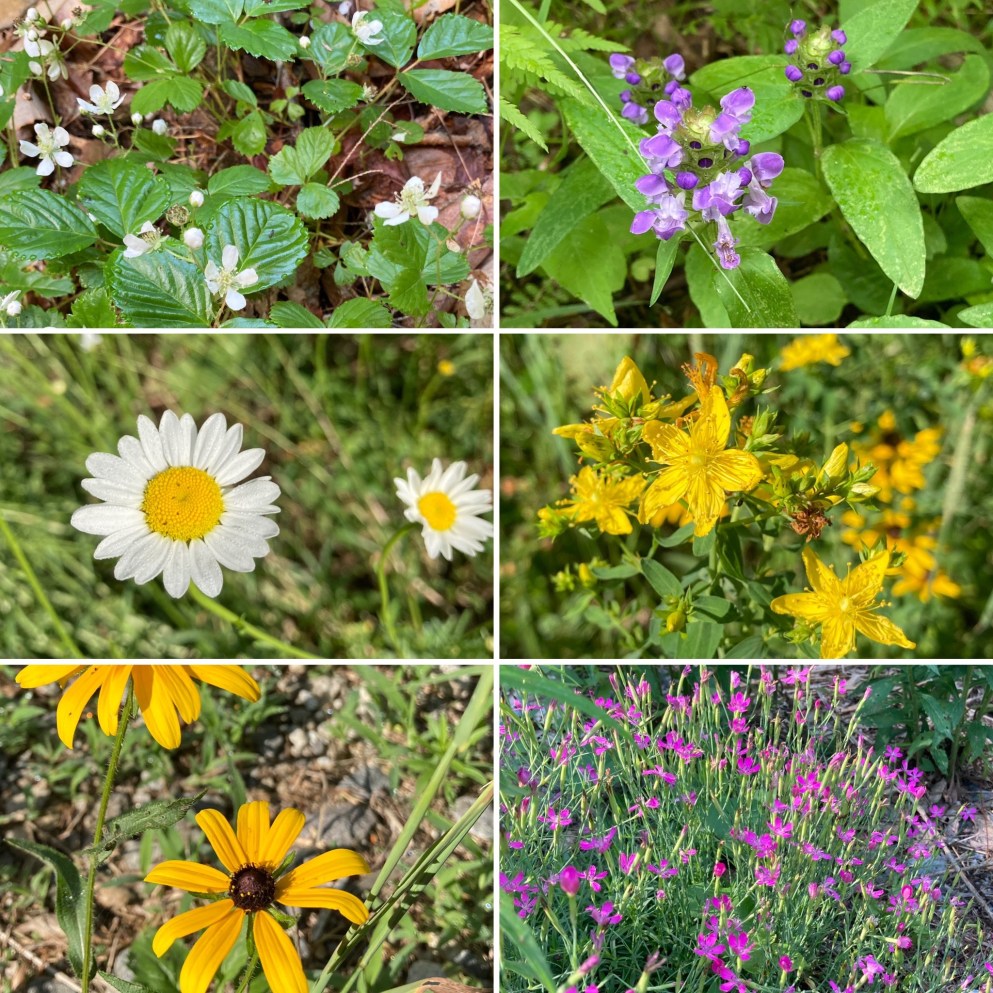 Raymond Community Forest and Pismire Bluff – Hiking in Maine