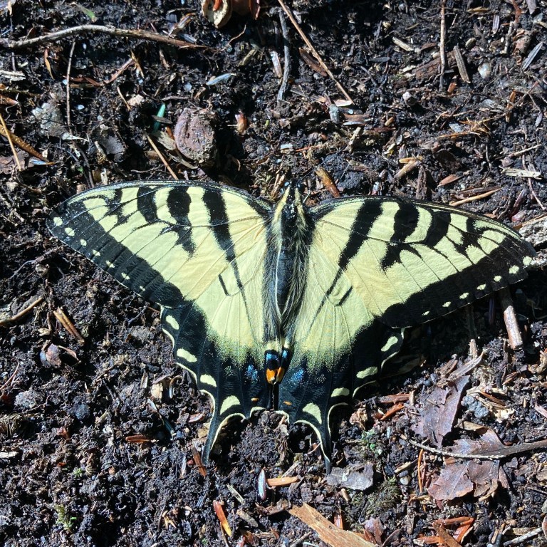 Raymond Community Forest and Pismire Bluff – Hiking in Maine