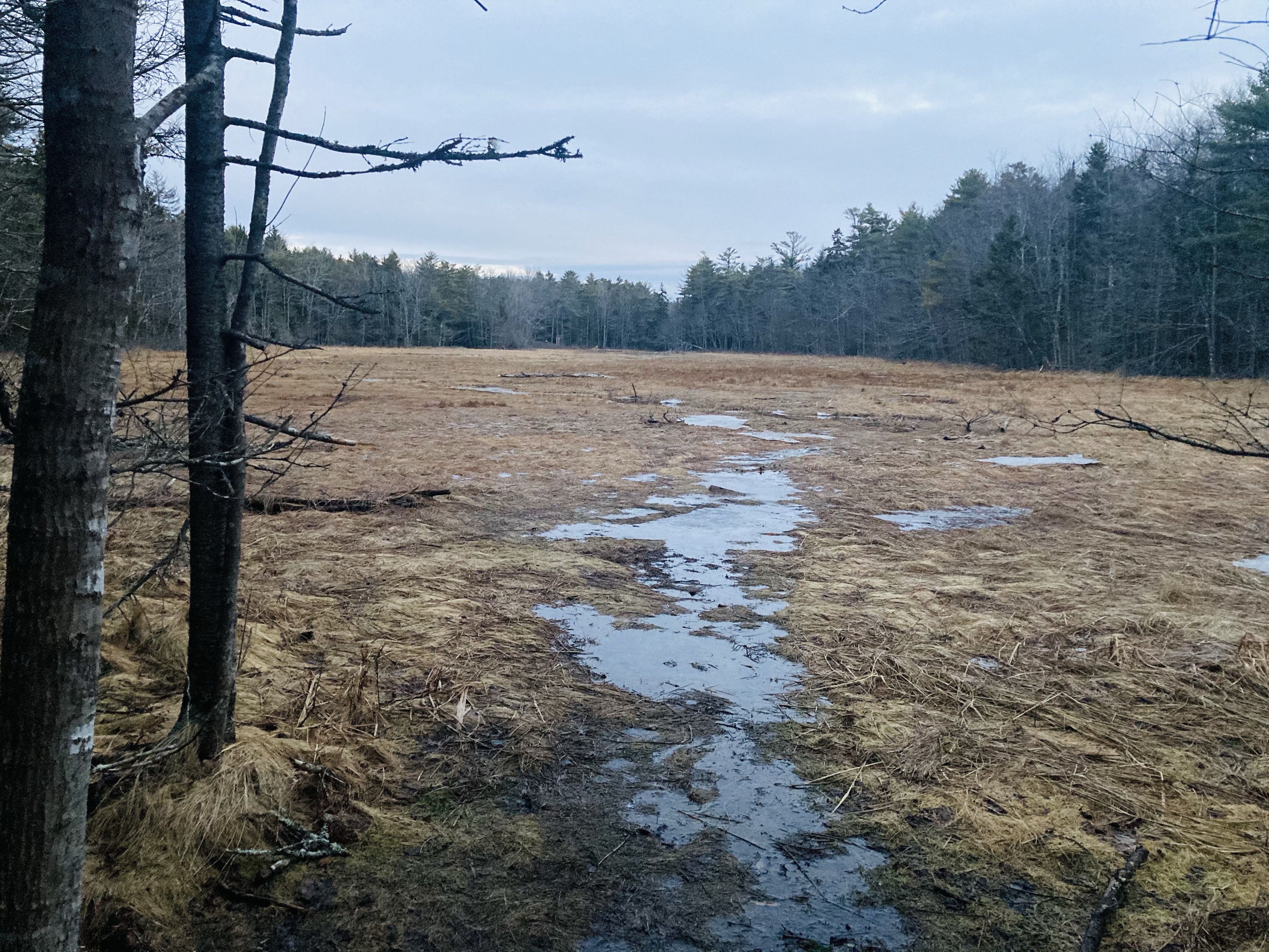 Cliff Trail (Harpswell, ME) – Hiking in Maine