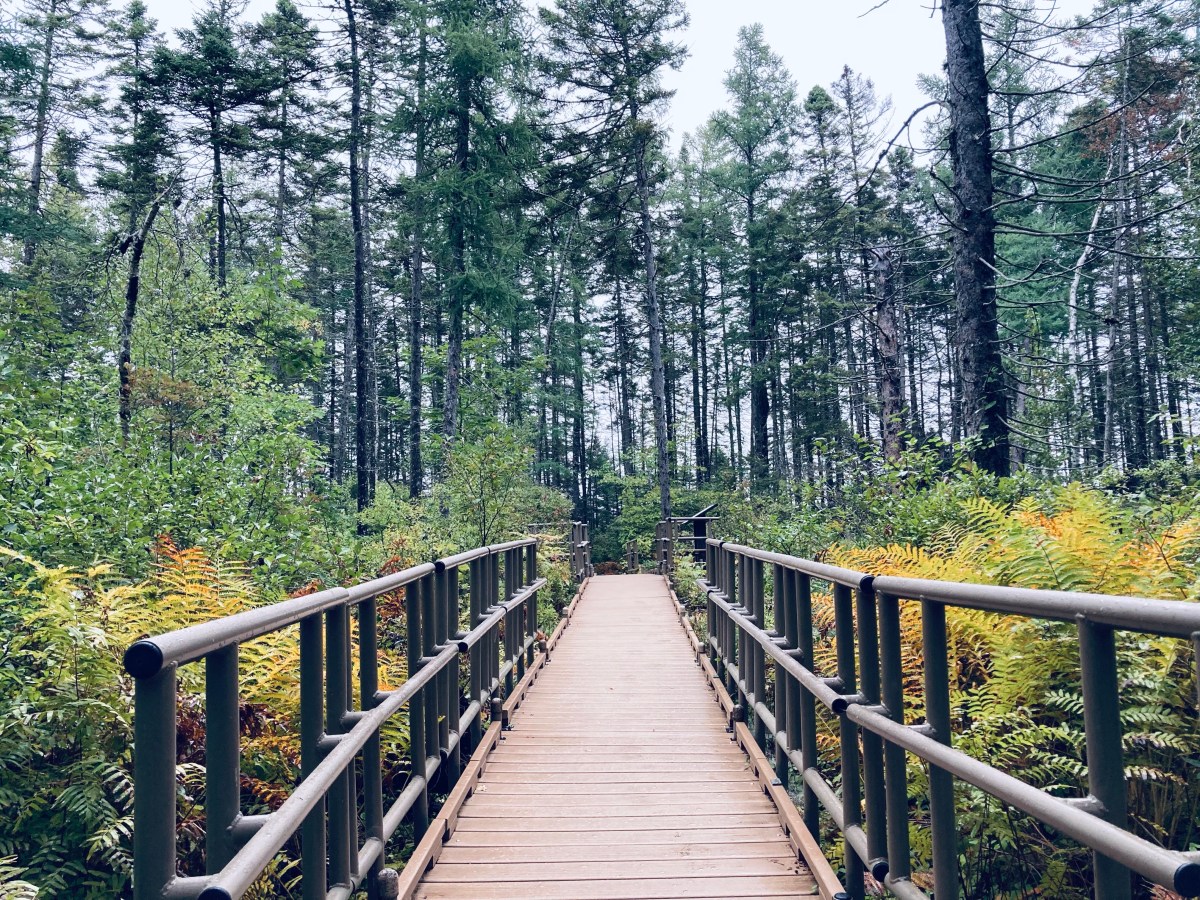 Orono Bog Boardwalk – Hiking in Maine